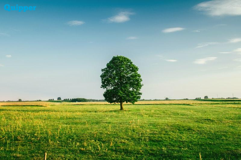 Rayakan Hari Menanam Pohon dengan Mengenal Manfaat Pohon untuk Kehidupan!