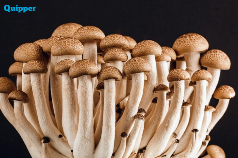 Penasaran dengan Apa Itu Jamur? Ini Dia Penjelasannya!