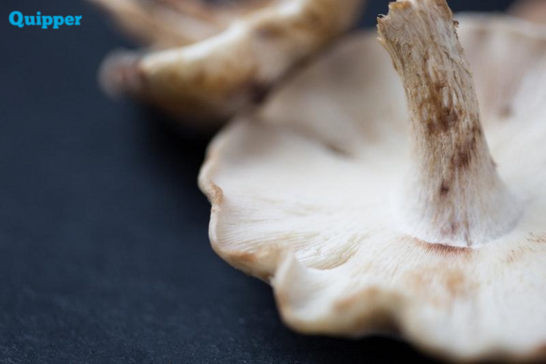 Penasaran dengan Apa Itu Jamur? Ini Dia Penjelasannya!