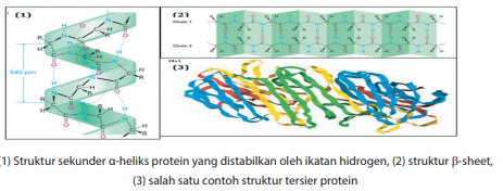 Memang Apa Sih Definisi Protein itu? Yuk, yang Kelas 12 Cari Tahu di Sini!