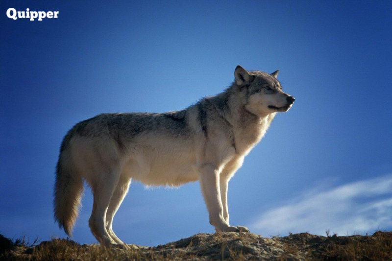 Bioma - Geografi Kelas 12 - Pengertian dan Ragamnya - Quipper Blog