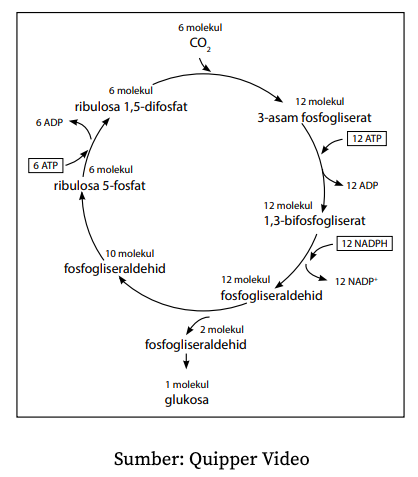 Fotosintesis: Reaksi Gelap - Biologi Kelas 12 K13 Revisi - Quipper Blog