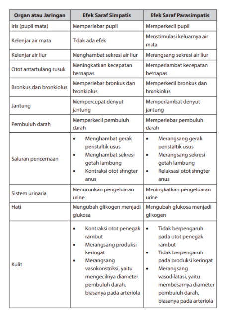 Sistem Saraf Dan Indera Sistem Koordinasi Biologi G11 Quipper Blog