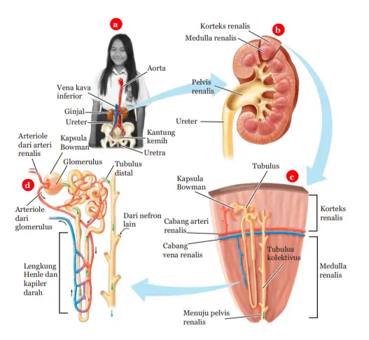 Memahami Fungsi dan Struktur Ginjal pada Manusia - Quipper Blog Memahami Fungsi dan Struktur Ginjal pada Manusia - Quipper Blog